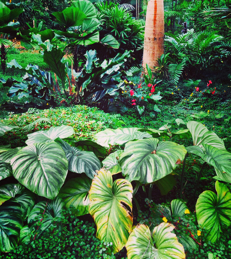 Miami Landscaping, Landscape Design, Landscaping Company Miami